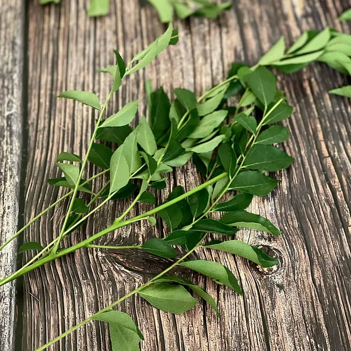 How to Freeze Fresh Curry Leaves (Kadi Patta) — Love Incredible Recipes